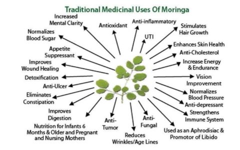 The medicinal potential and benefits of Moringa (Malunggay) - Central ...